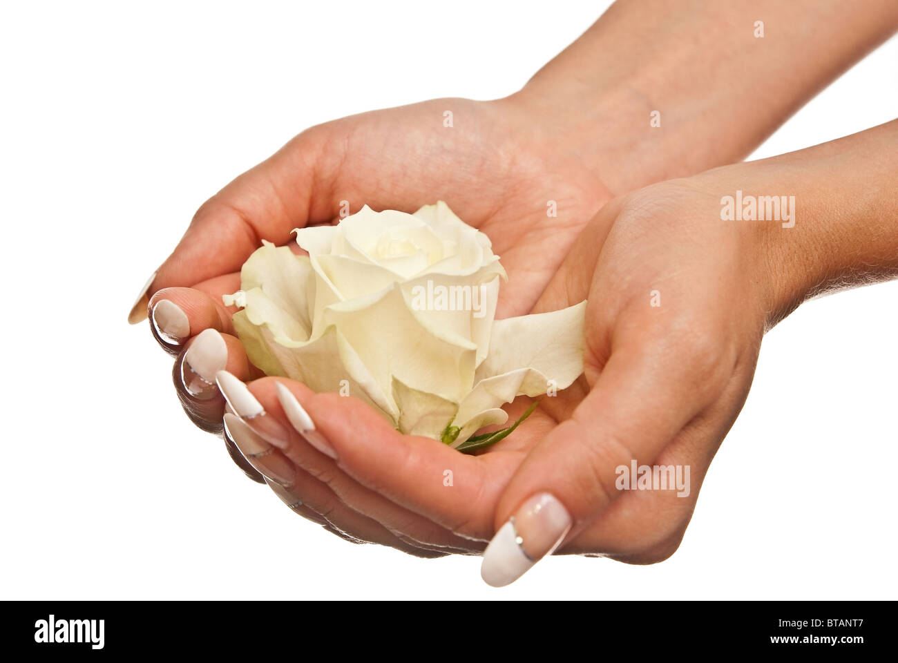 Hands with rose Stock Photo - Alamy