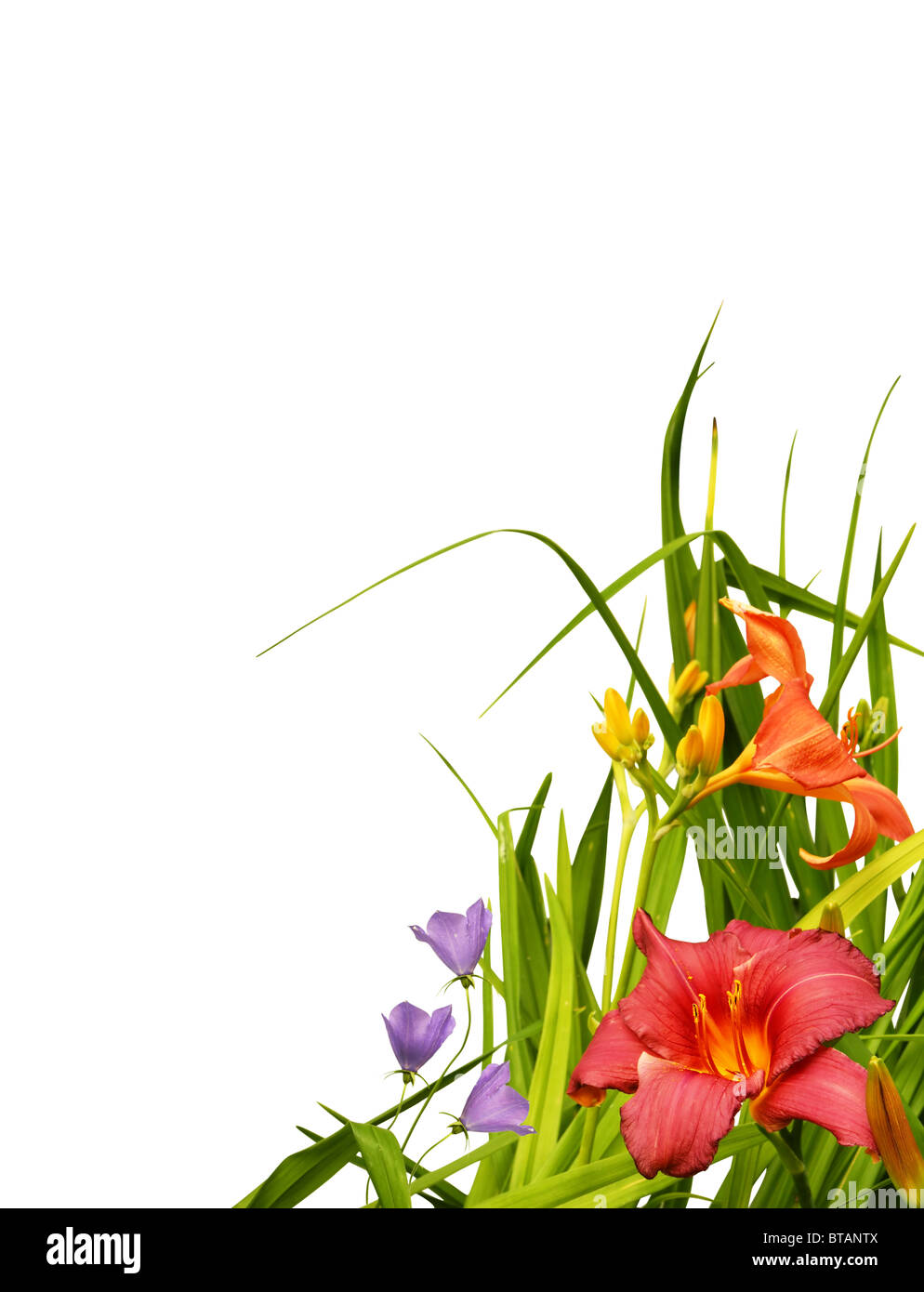 Real flower border hi-res stock photography and images - Alamy