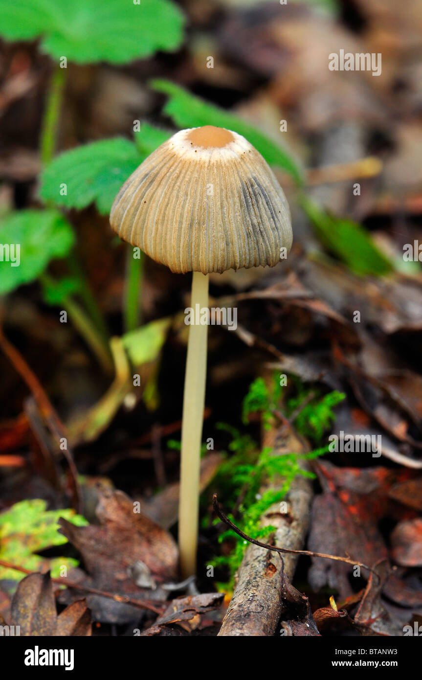 Mushroom of britain hi-res stock photography and images - Alamy