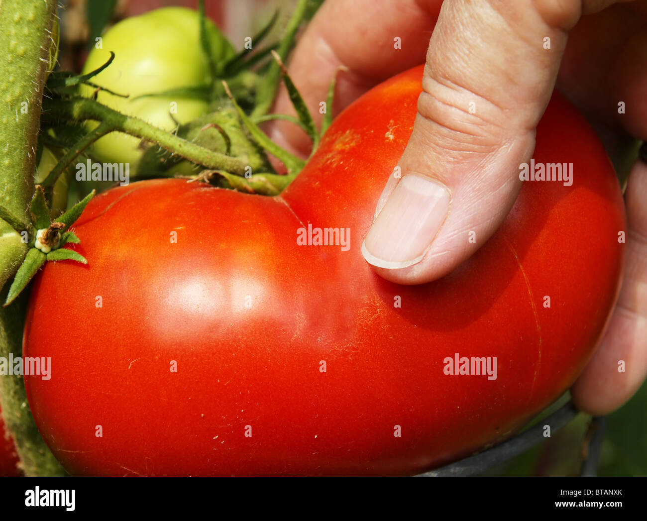Close up on hand picking up a big red juicy tomato directly on the stem ...