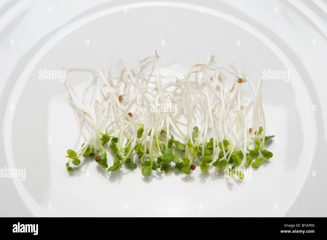 Plate of broccoli sprouts Stock Photo - Alamy