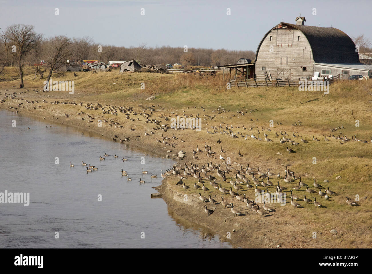 Fall geese hi-res stock photography and images - Alamy