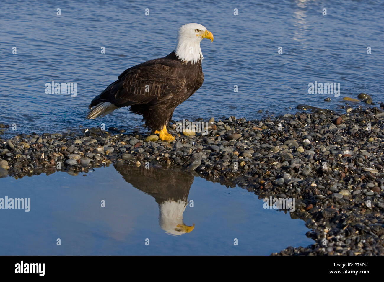 Bald eagle shoreline reflection Stock Photo - Alamy