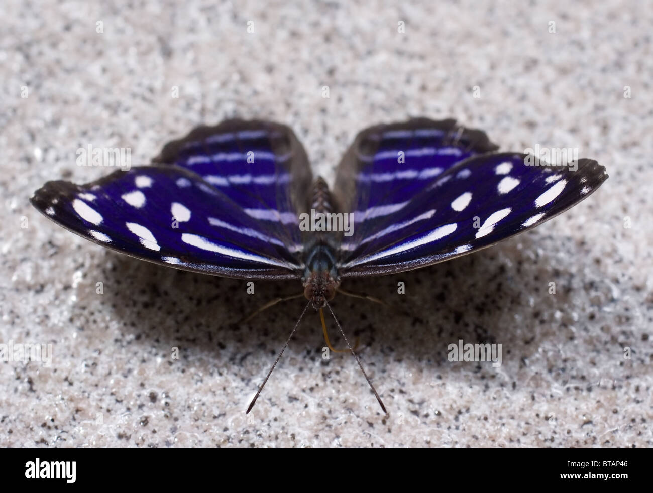 Royal blue butterfly hi-res stock photography and images - Alamy