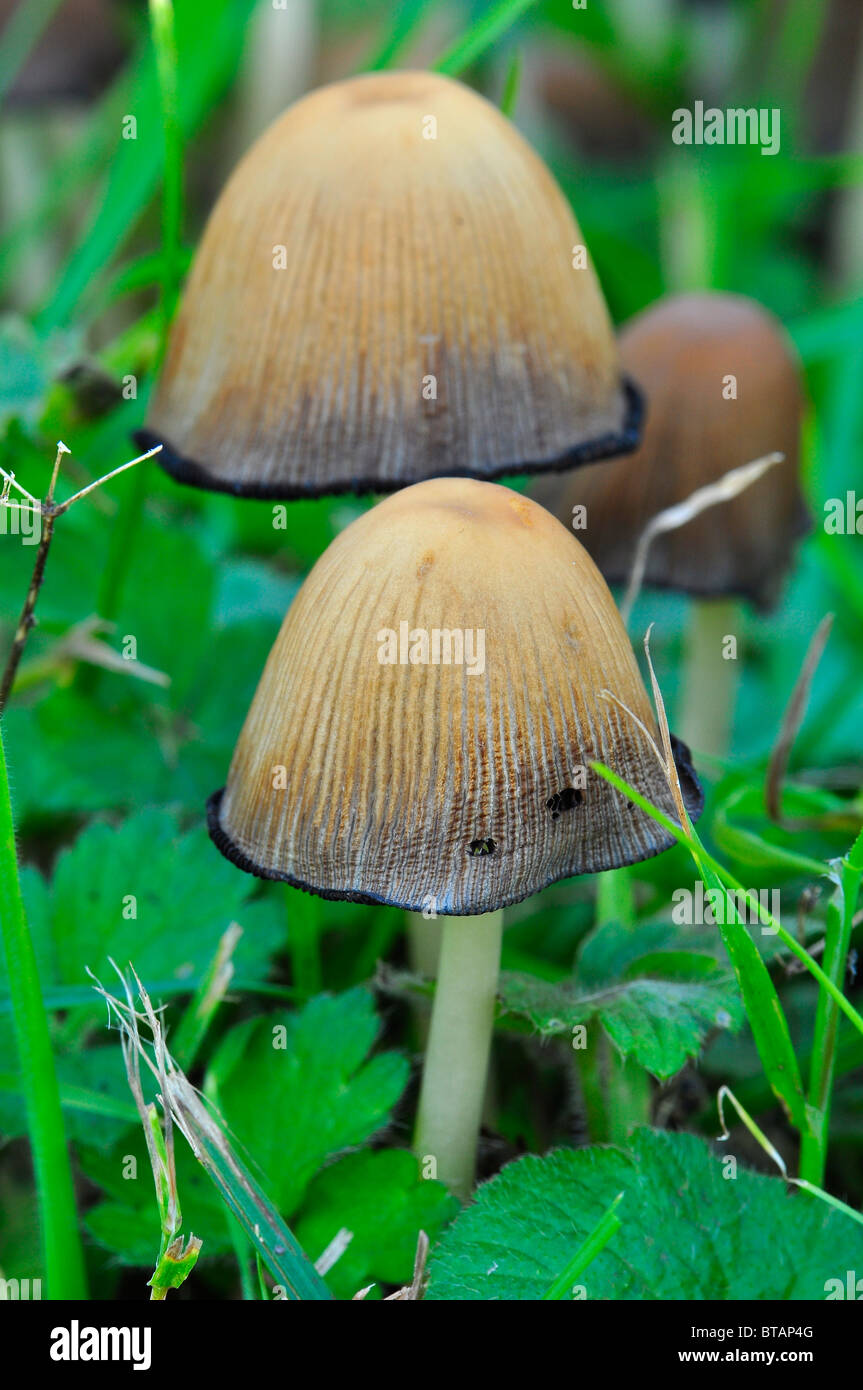 British wild mushrooms hi-res stock photography and images - Alamy