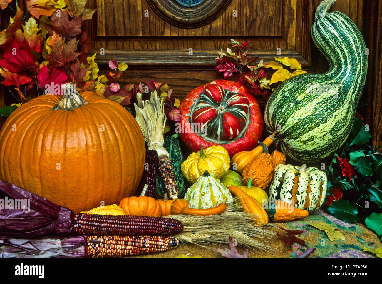 Halloween pumpkins, gourds, Munchkins, squash, Indian corn, on a front ...