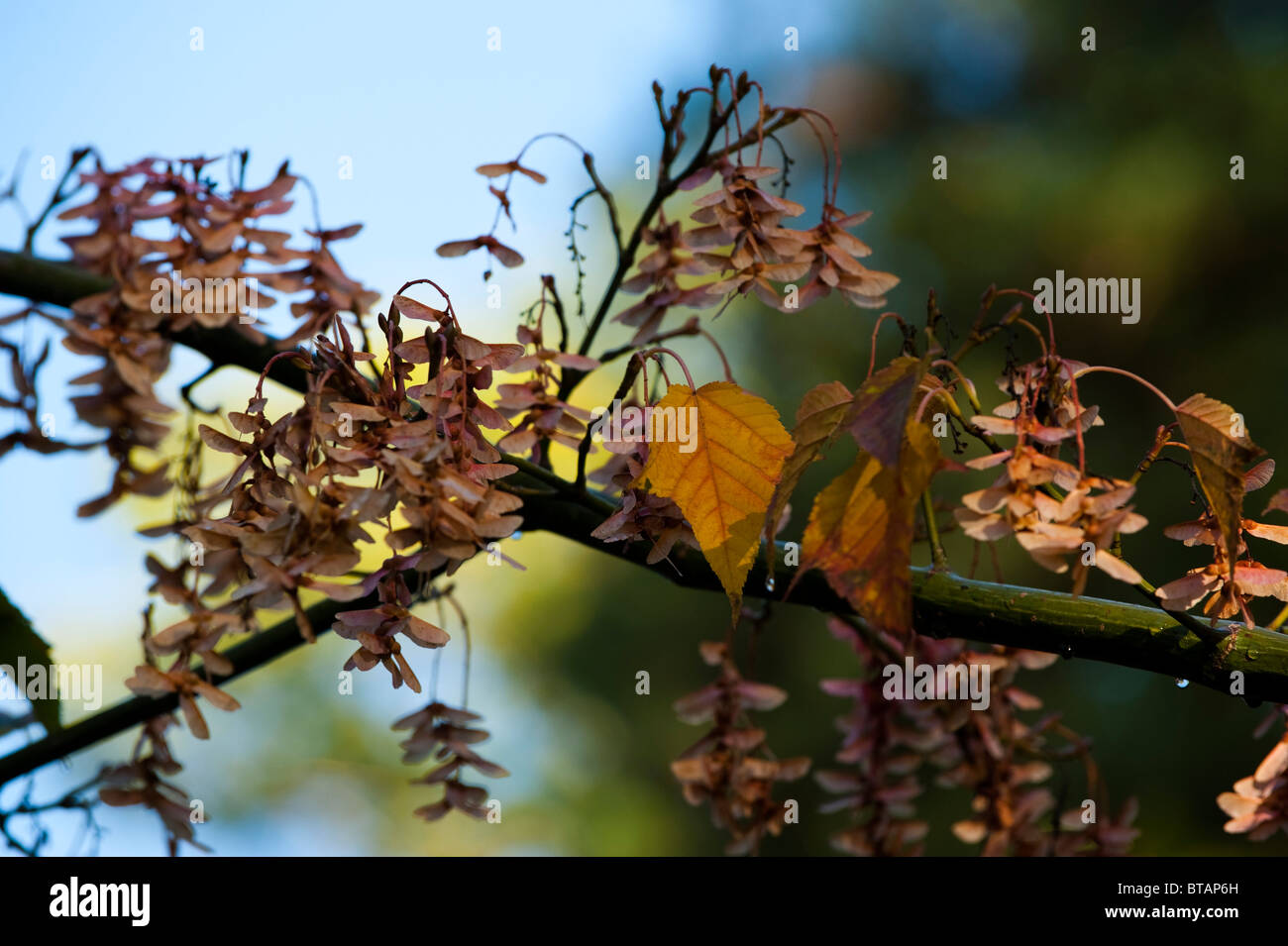 Samara and leaves of an Acer rufinerve in the autumn Stock Photo - Alamy