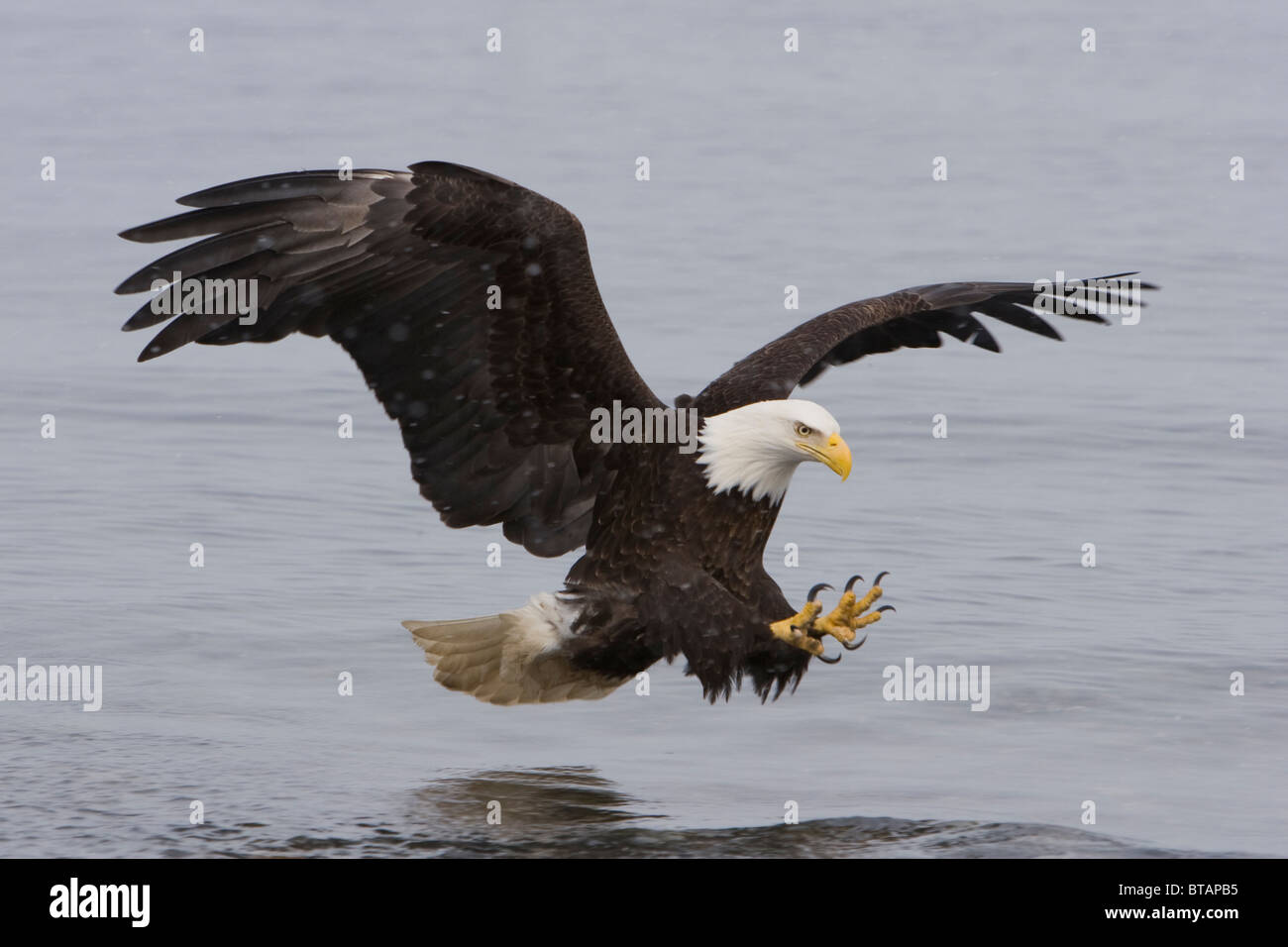 Bald eagle swooping to water to catch fish Stock Photo - Alamy