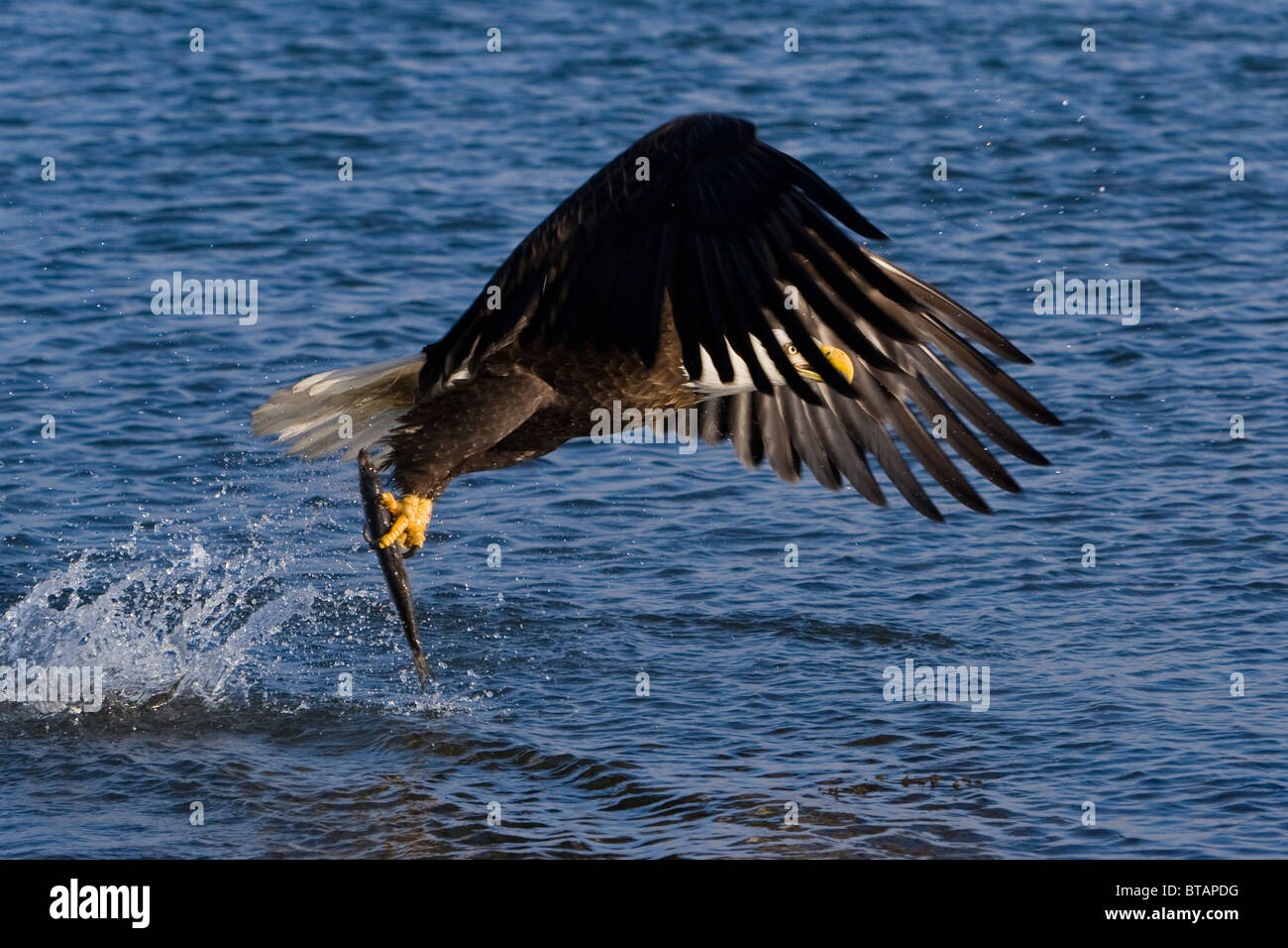 Bald eagle catching hi-res stock photography and images - Alamy