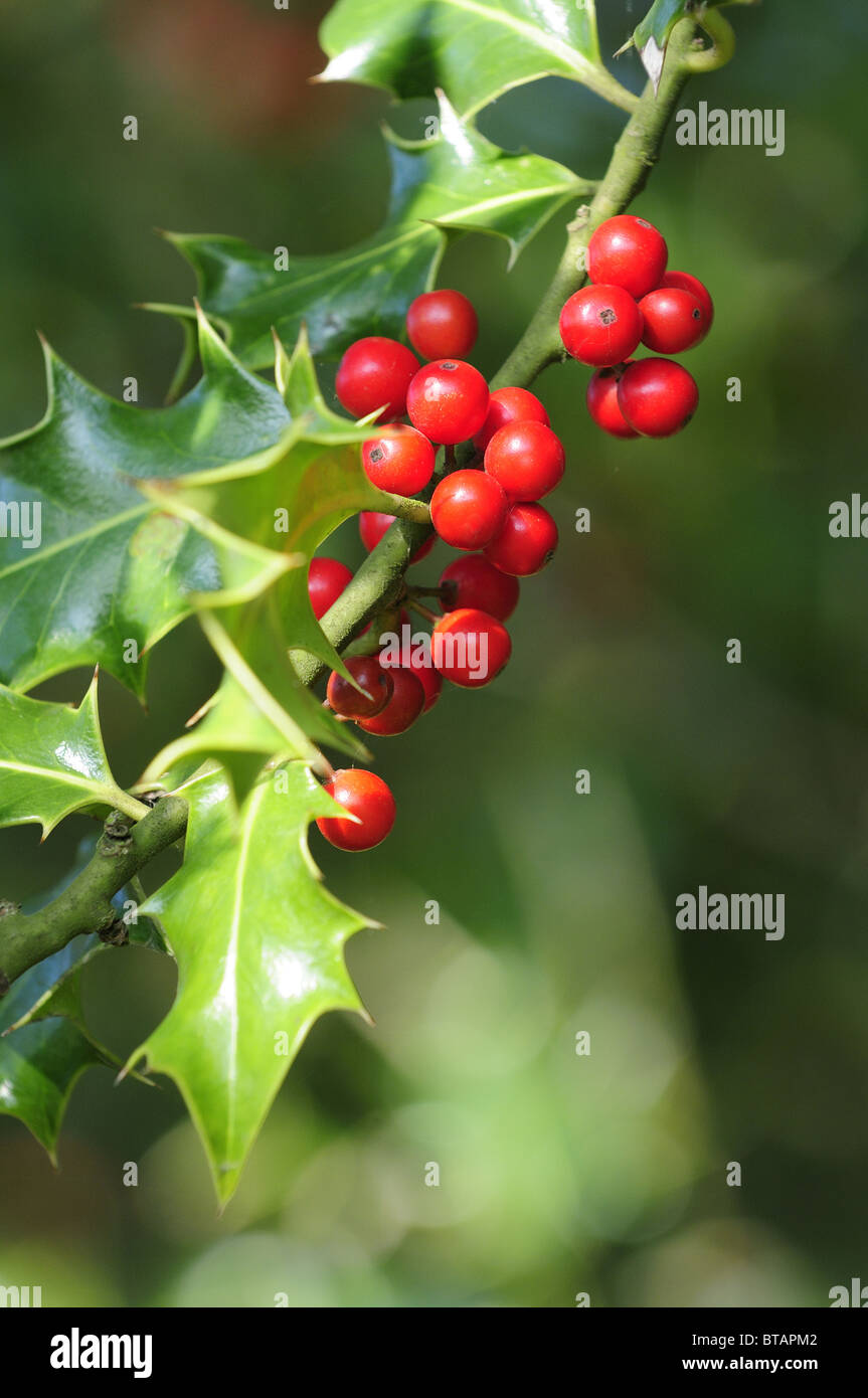 Holly and berries hi-res stock photography and images - Alamy