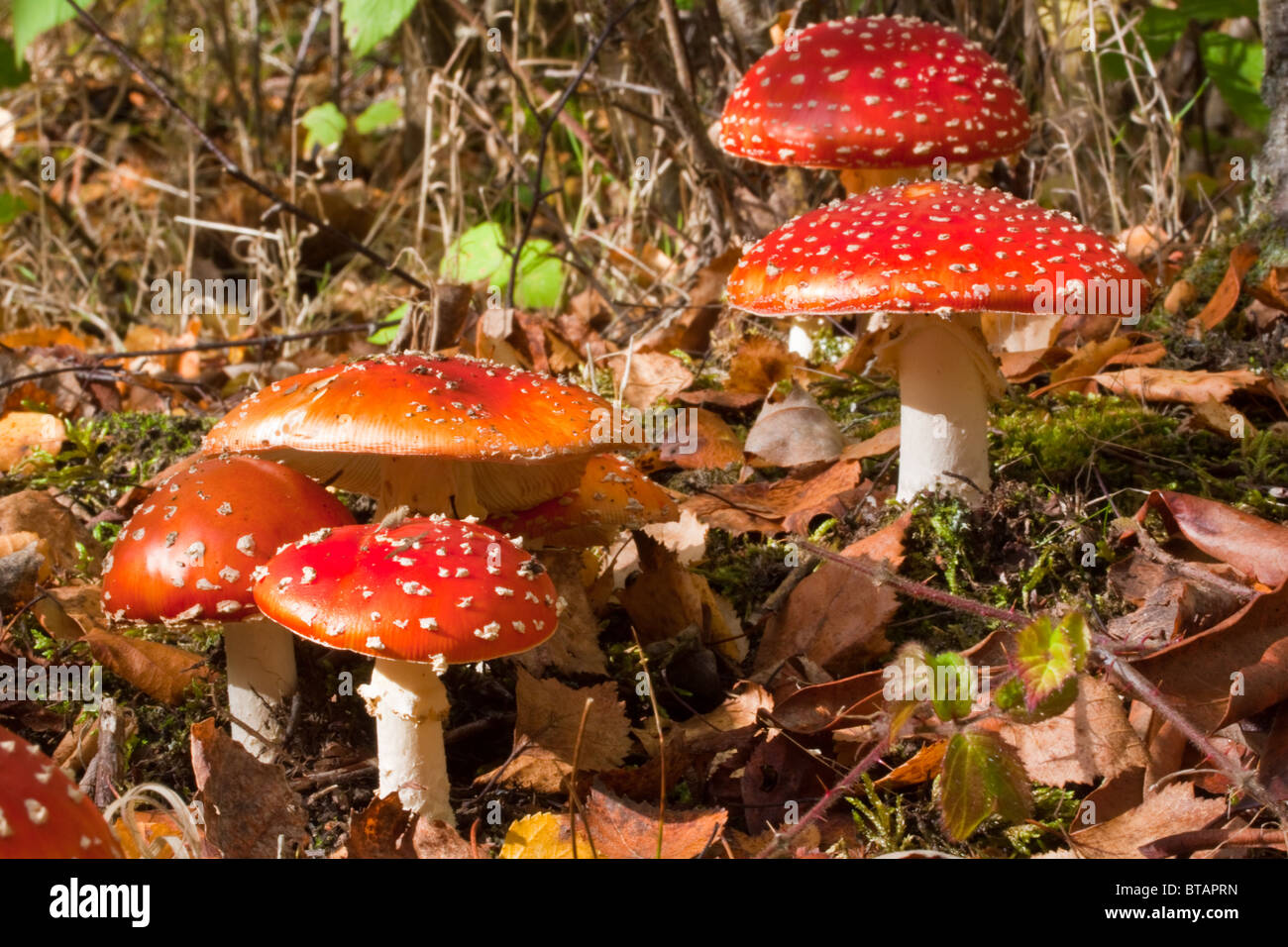 Fly Agaric Toadstools Stock Photo - Alamy