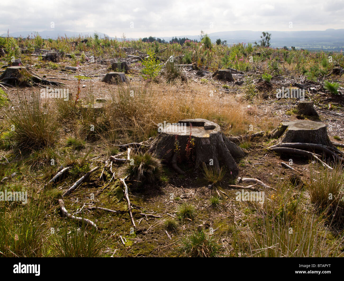 Clear Cut Forest Stock Photos & Clear Cut Forest Stock Images - Alamy