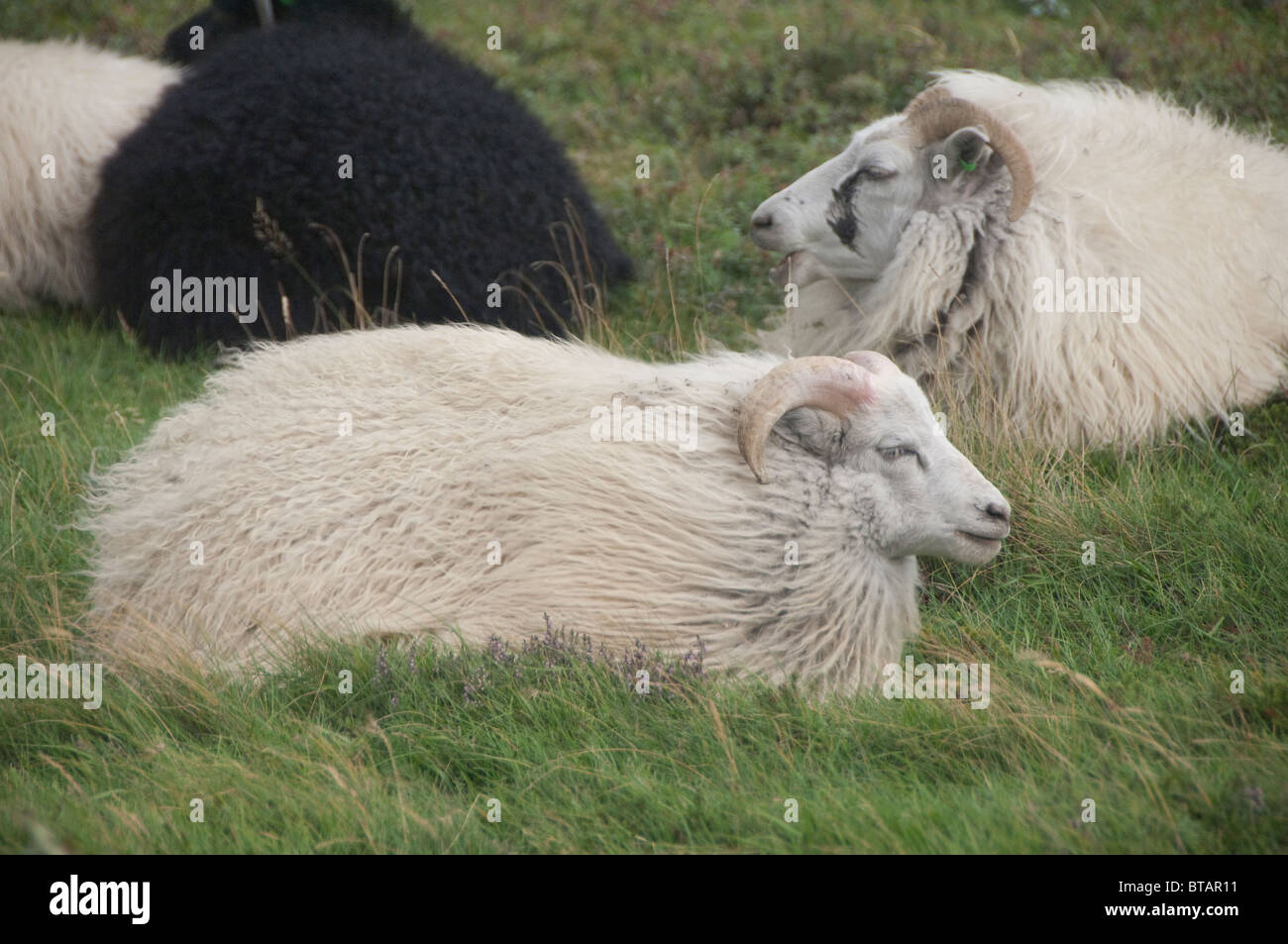 Sheep With Thick Wool High Resolution Stock Photography and Images - Alamy