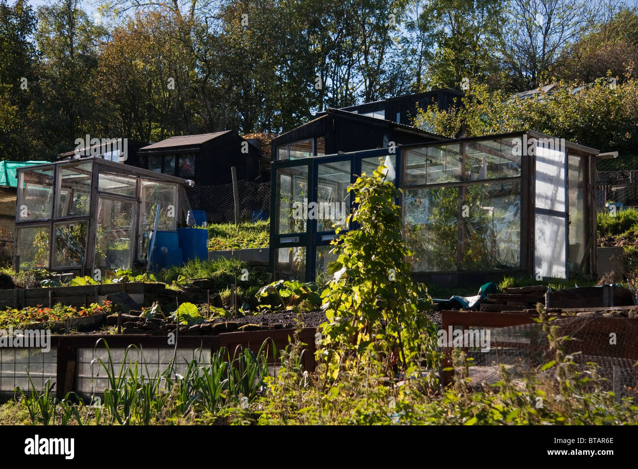 Allotments in autumn, Haworth Stock Photo - Alamy