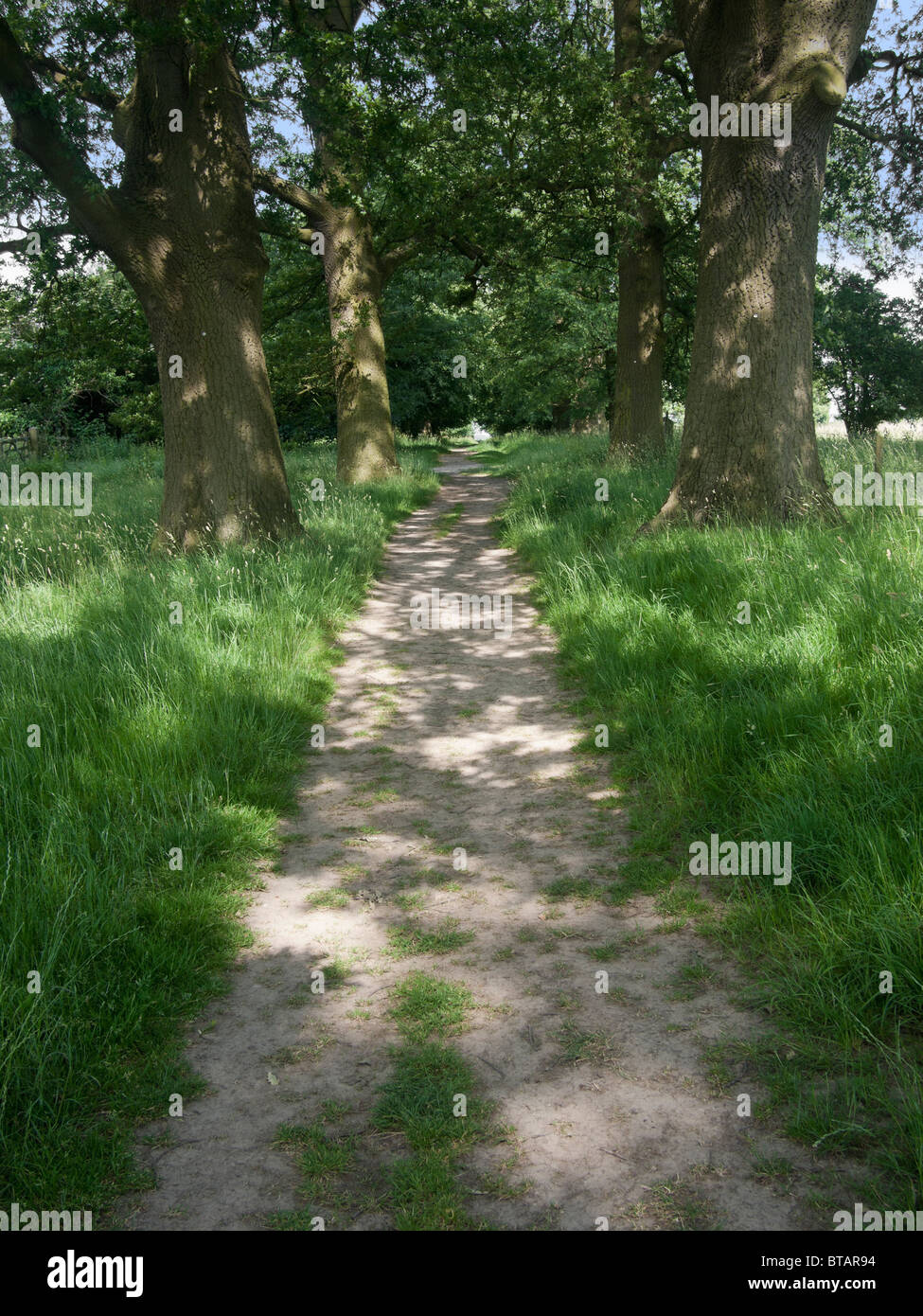 footpath through woodland between trees Stock Photo - Alamy