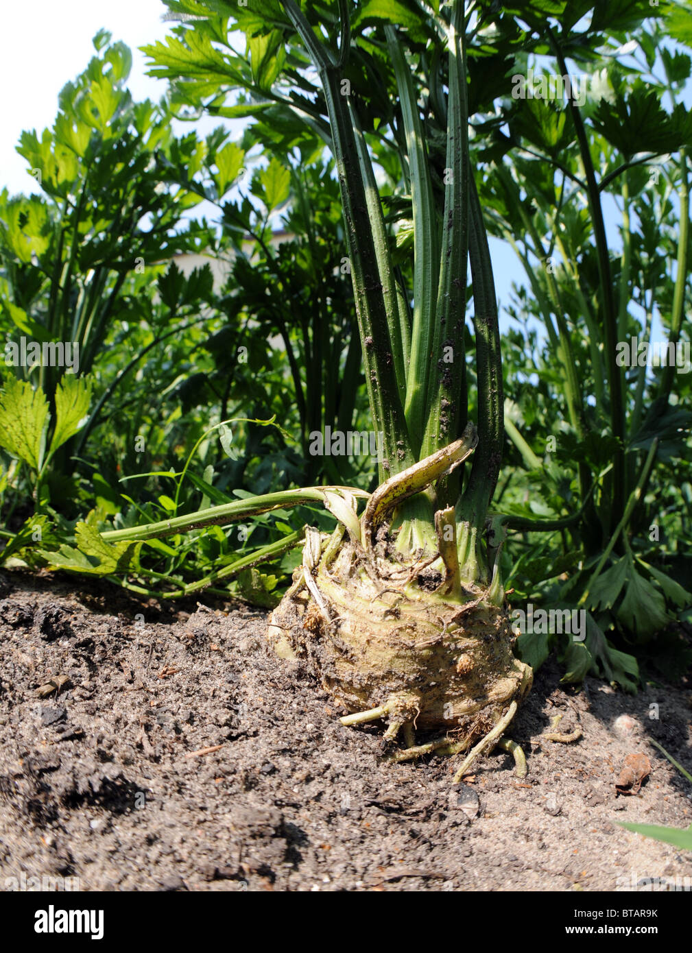 Celery Plant With Roots
