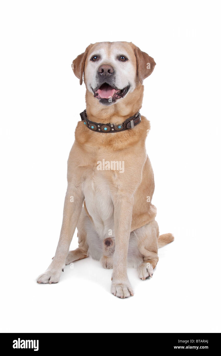 Golden labrador Cut Out Stock Images & Pictures - Alamy