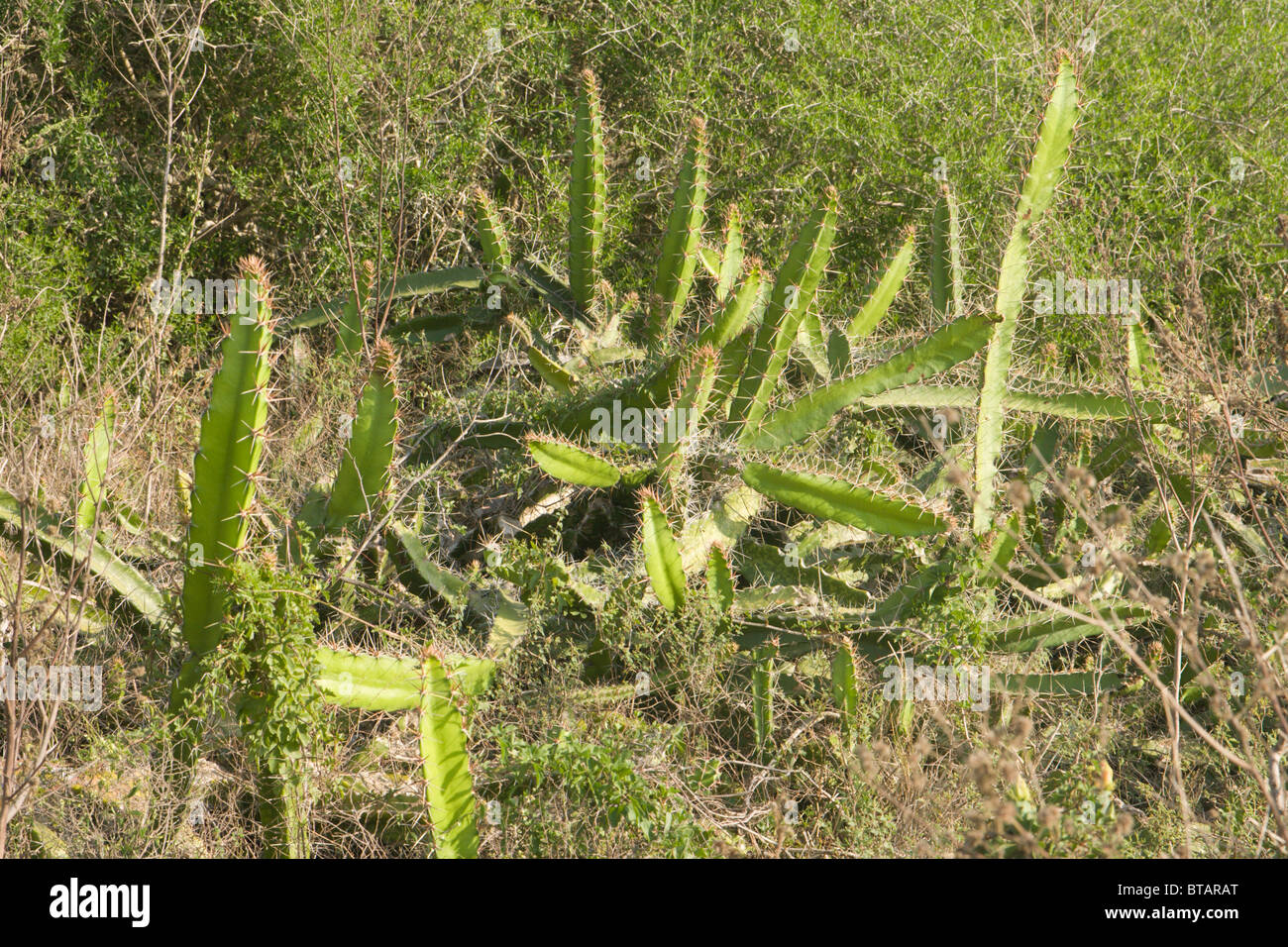 Barbed Wire Cactus Stock Photo - Alamy