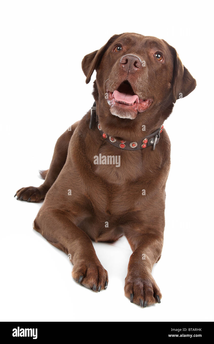 White and brown labrador hi-res stock photography and images - Alamy