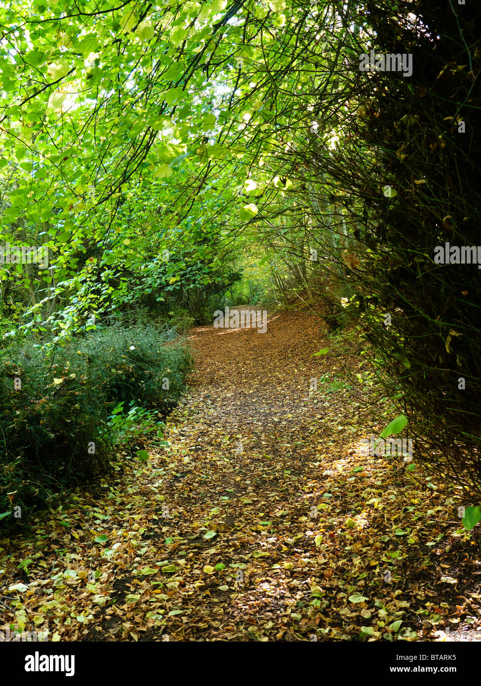 Castle eden dene durham hi-res stock photography and images - Alamy