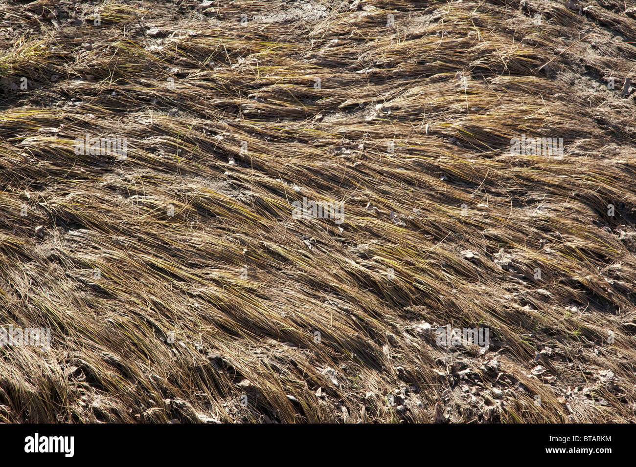 Unique vegetation hi-res stock photography and images - Alamy