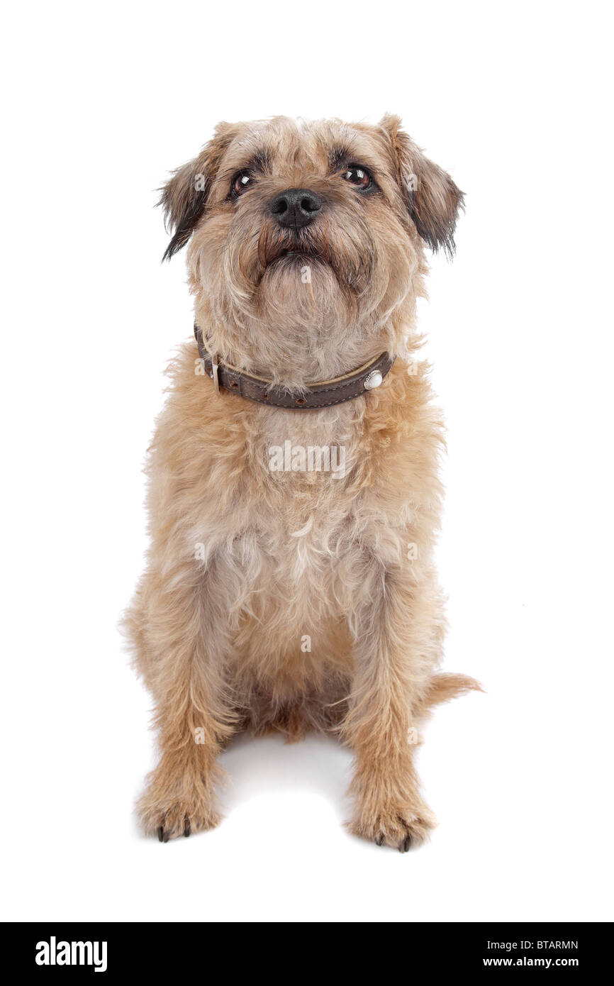 Wire Haired Terrier Stock Photos & Wire Haired Terrier Stock Images - Alamy