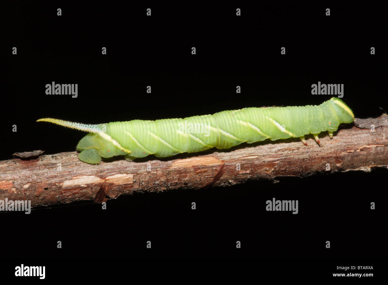 Waved Sphinx Moth (Ceratomia undulosa) caterpillar (larva) on a branch ...