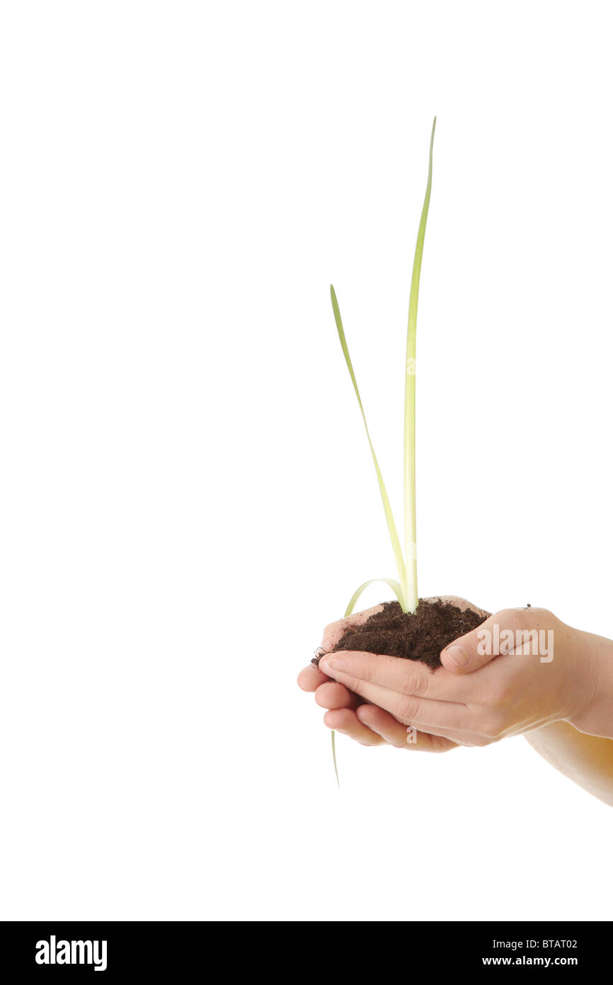 Two hands with a plant and dirt over white Stock Photo - Alamy