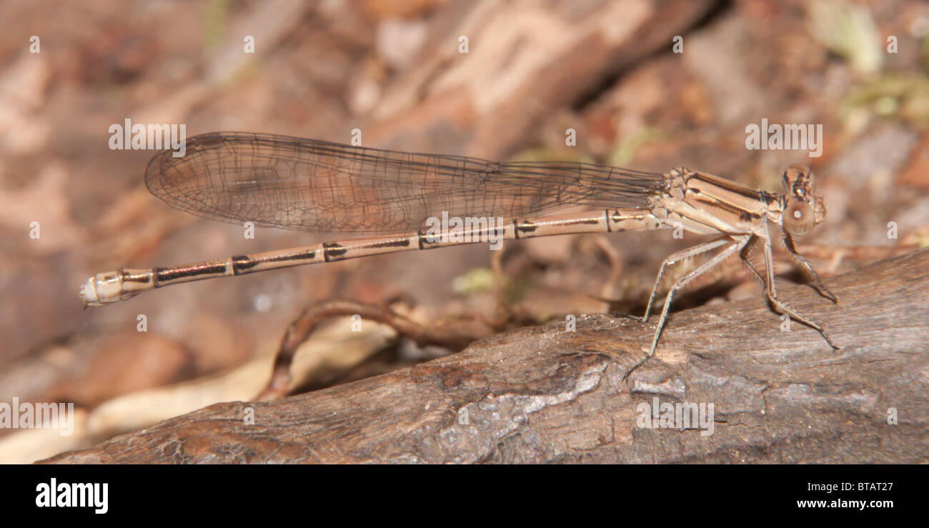 A female Variable Dancer (Argia fumipennis violacea) damselfly (Violet ...