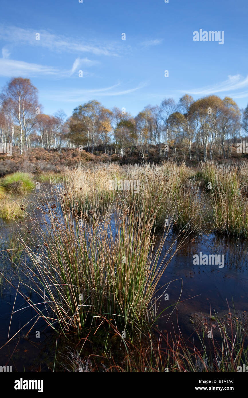 Muir of Dinnet Coniferous Mixed Pine and Autumn Silver Birch Forest ...