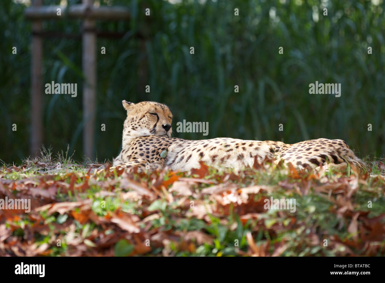 Leopard laying in lea sleeping away Stock Photo - Alamy