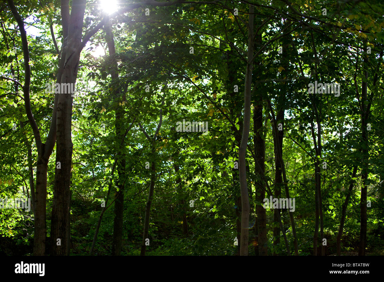 Sunlight through trees in late summer Stock Photo - Alamy