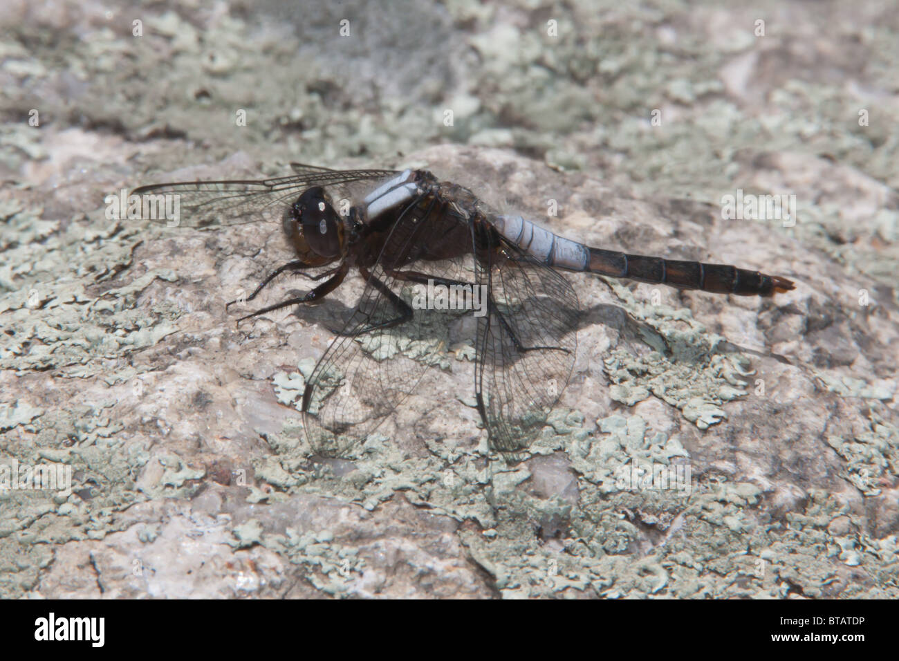 Chalk-fronted Corporal (Ladona julia) Dragonfly - Male Stock Photo - Alamy