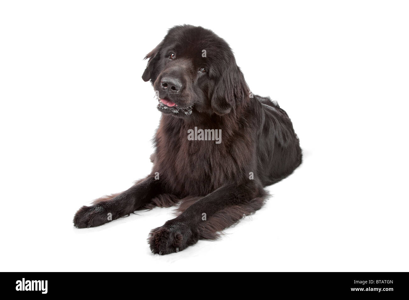 Newfoundland dog portrait hi-res stock photography and images - Alamy