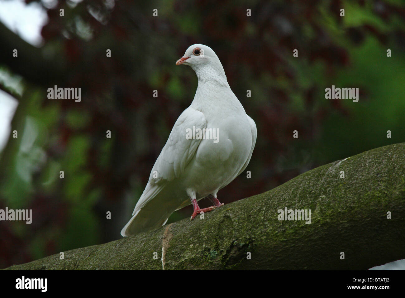 English dove hi-res stock photography and images - Alamy