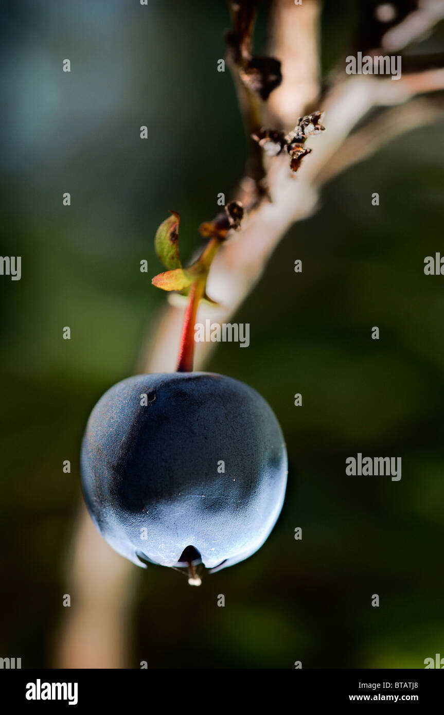 Blueberry close up with softly dim background Stock Photo - Alamy