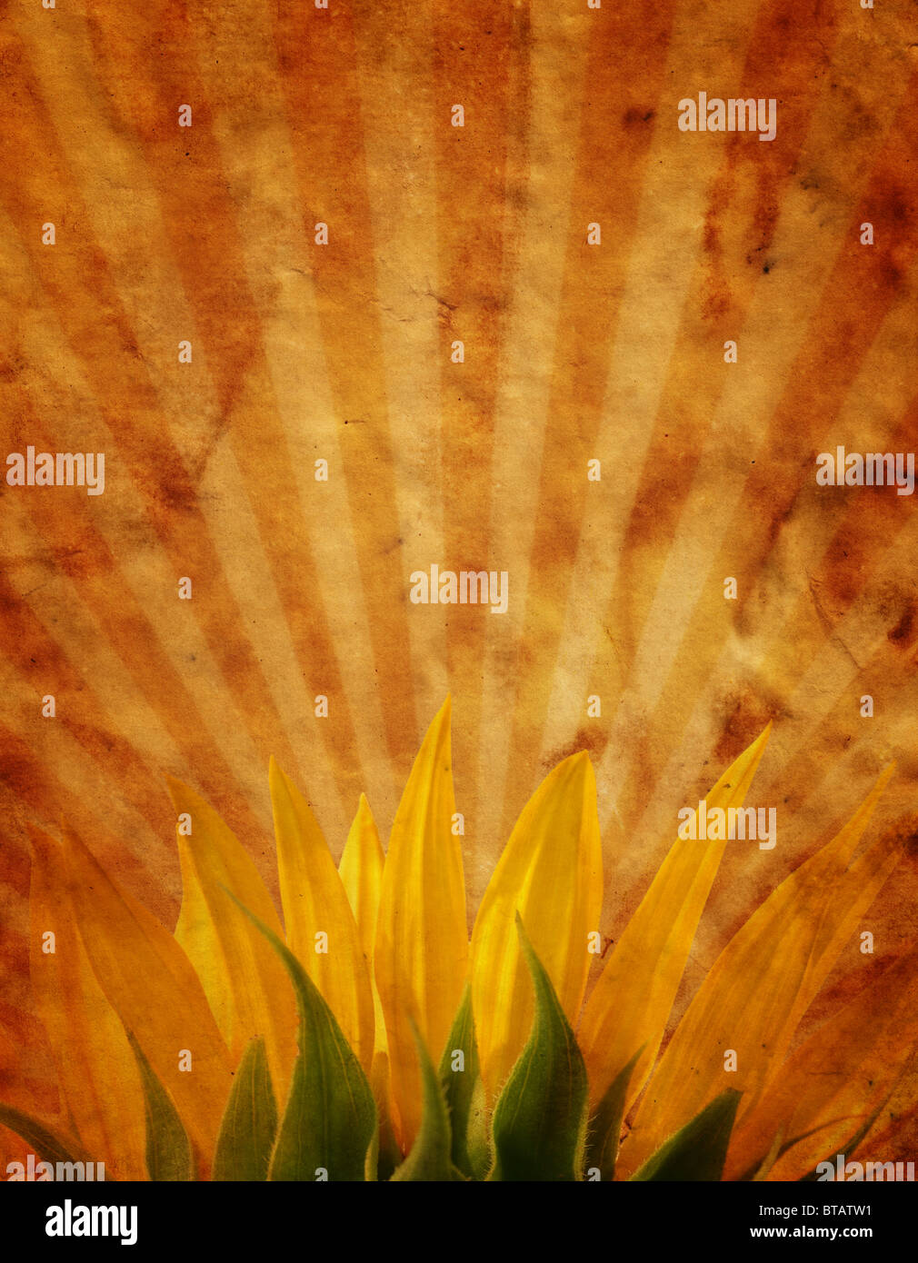 Grunge design with sunflower Stock Photo - Alamy