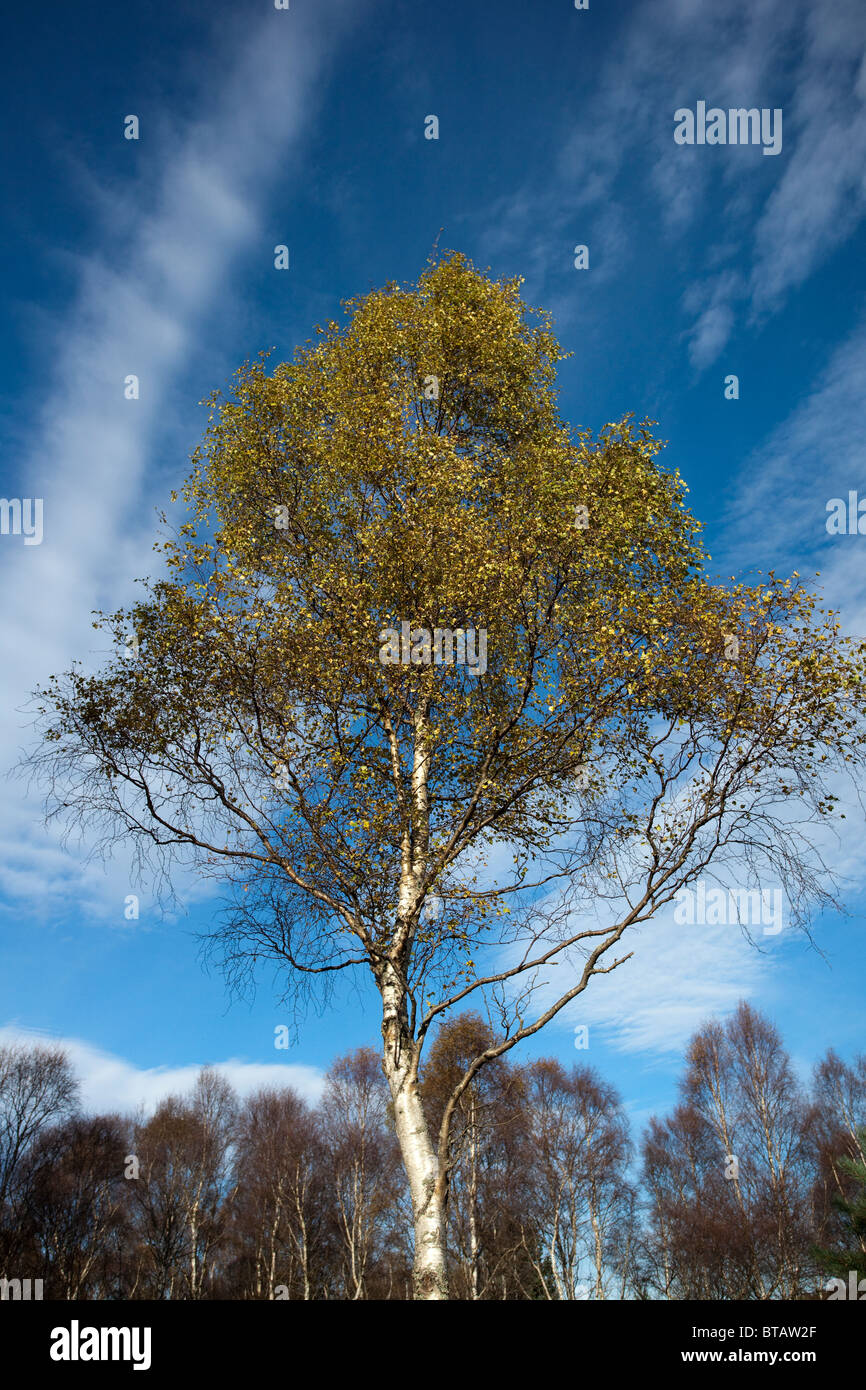 Tall silver birch hi-res stock photography and images - Alamy