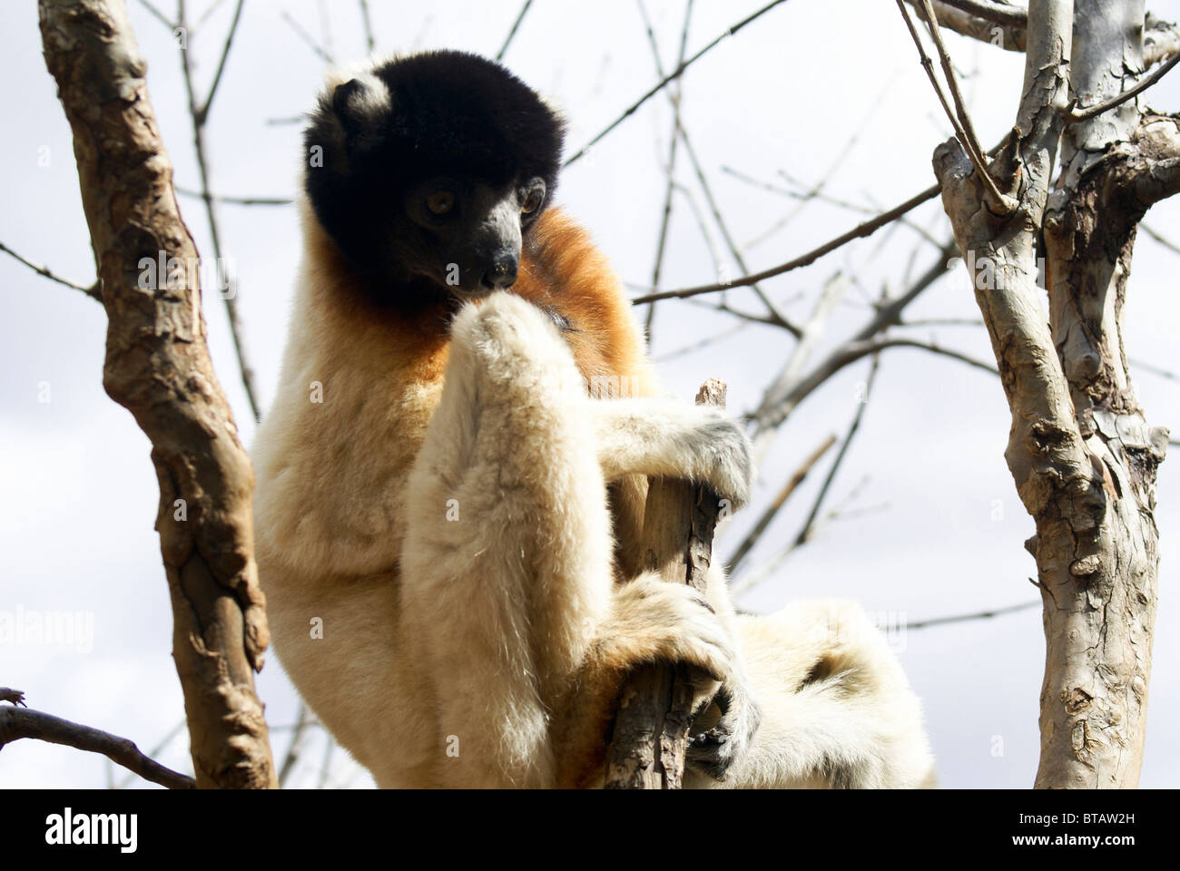 Madagascar, Crowned Sifaka (Propithecus coronatus) on a tree Stock ...
