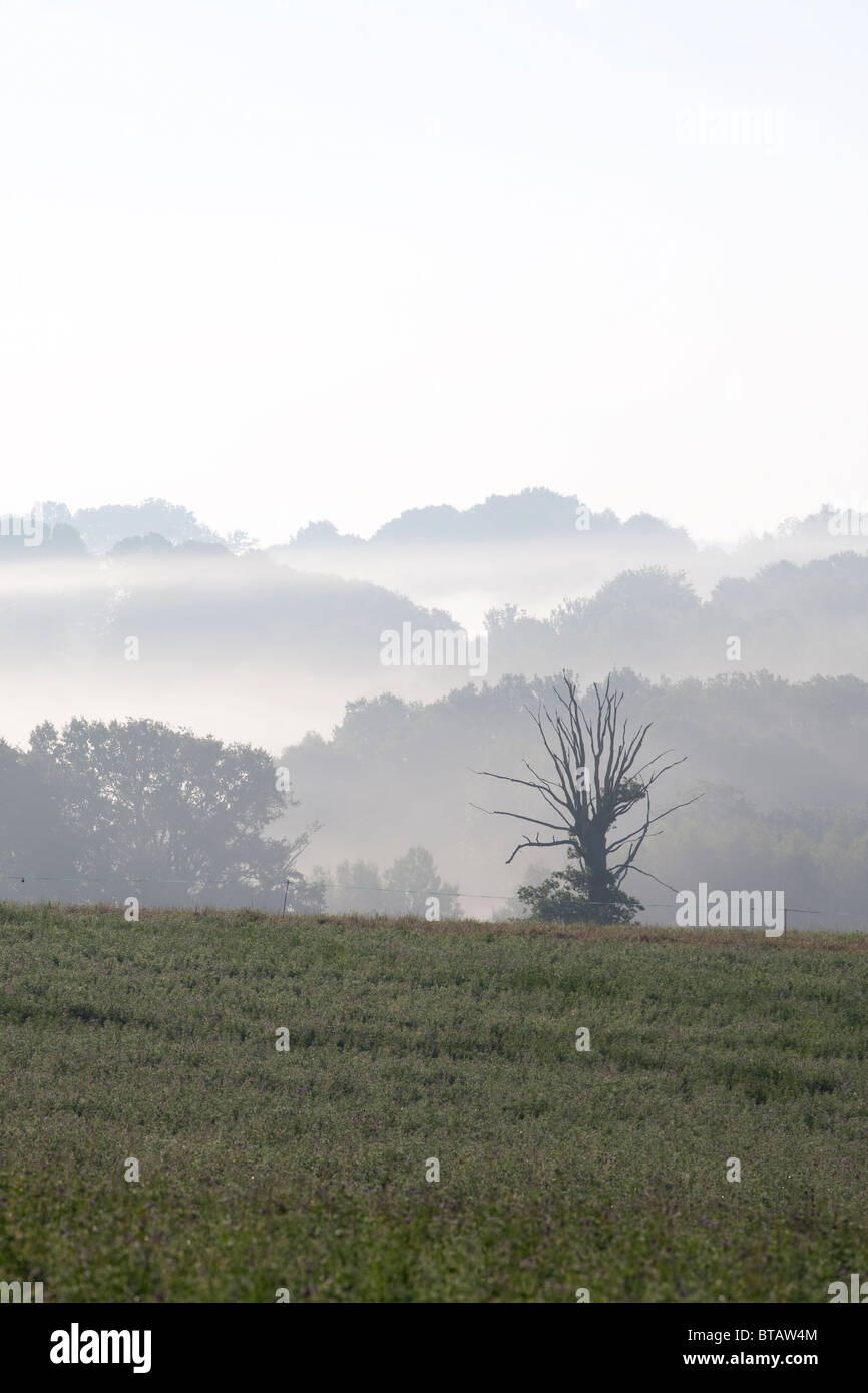 A dead tree stands out against early morning september mist near ...