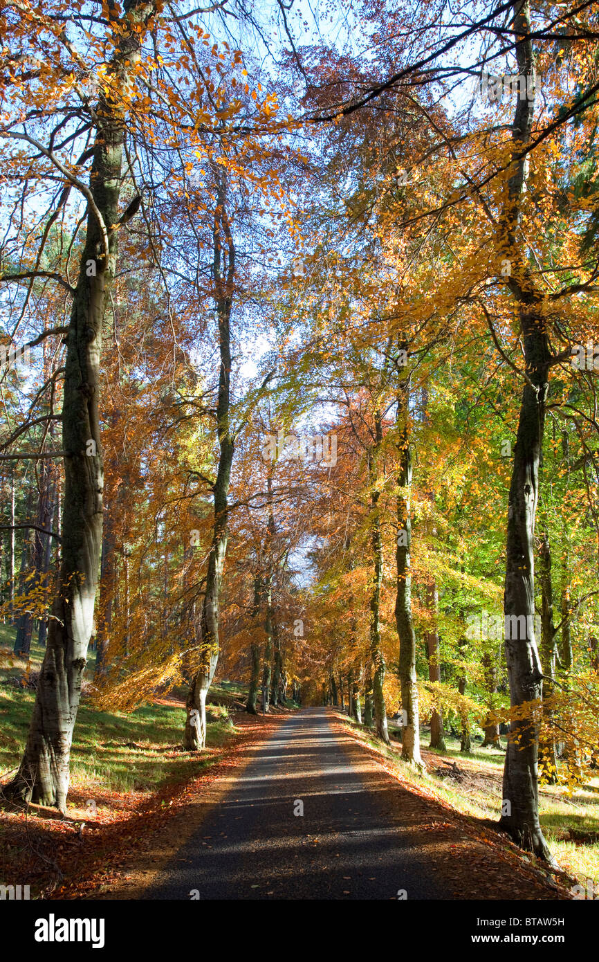 Scottish Autumn landscape. Mature Beech Trees & mixed Pine, Silver ...