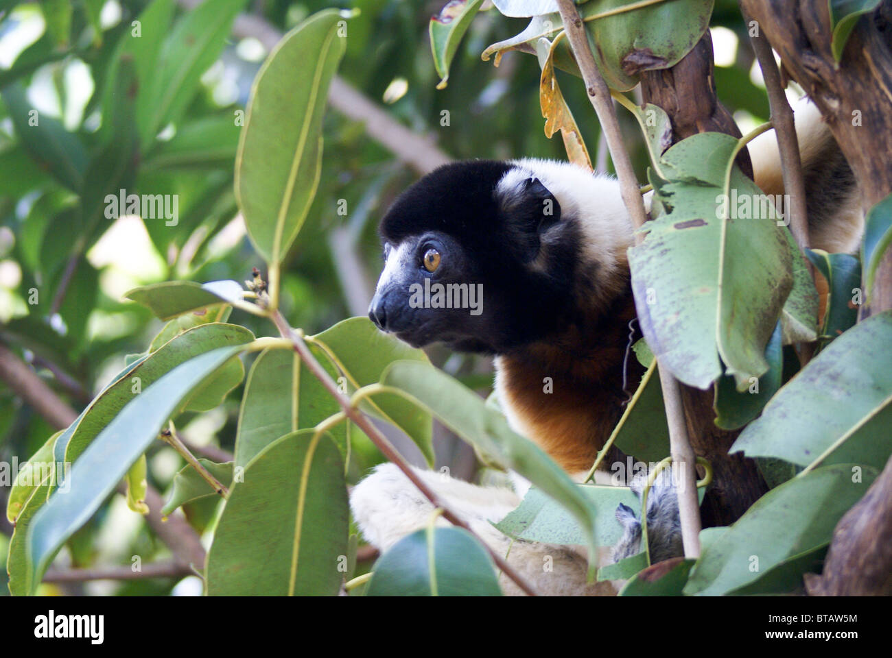 Madagascar, Crowned Sifaka (Propithecus coronatus) on a tree Stock ...