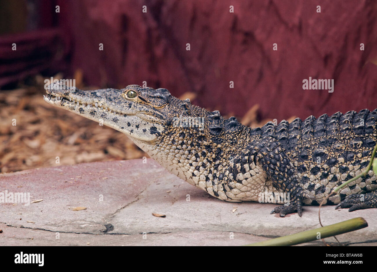 Cuban Crocodile (crocodylus rhombifer Stock Photo - Alamy