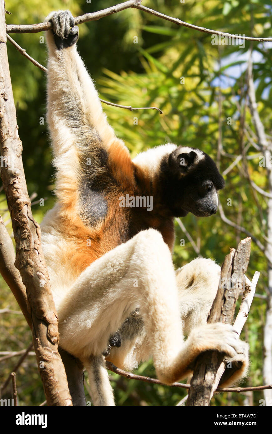 Madagascar, Crowned Sifaka (Propithecus coronatus) on a tree Stock ...