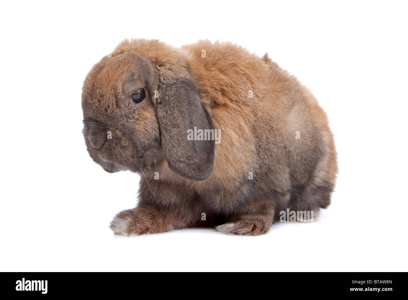 rabbit isolated on white Stock Photo - Alamy