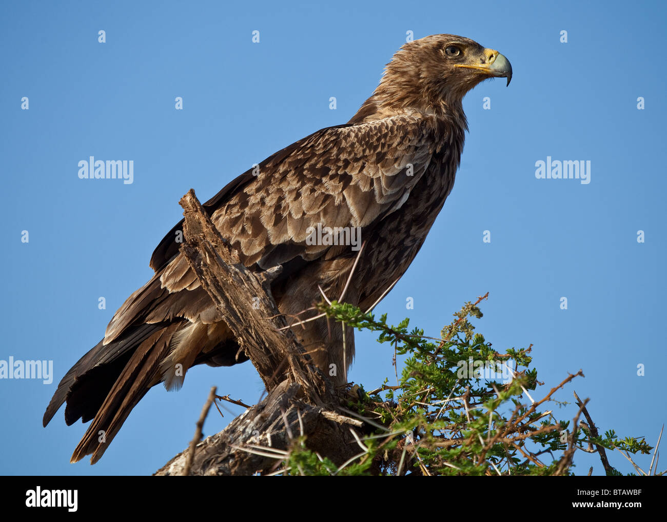 Majestic Eagle Resting in a Tree In Kenya Stock Photo - Alamy