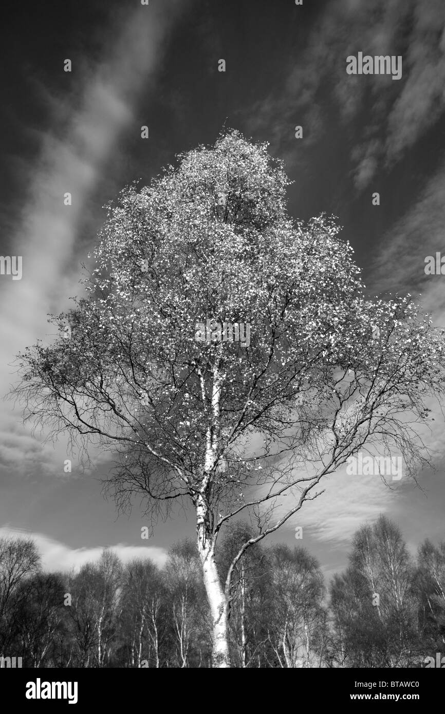 Apical dominance Black and White Stock Photos & Images - Alamy