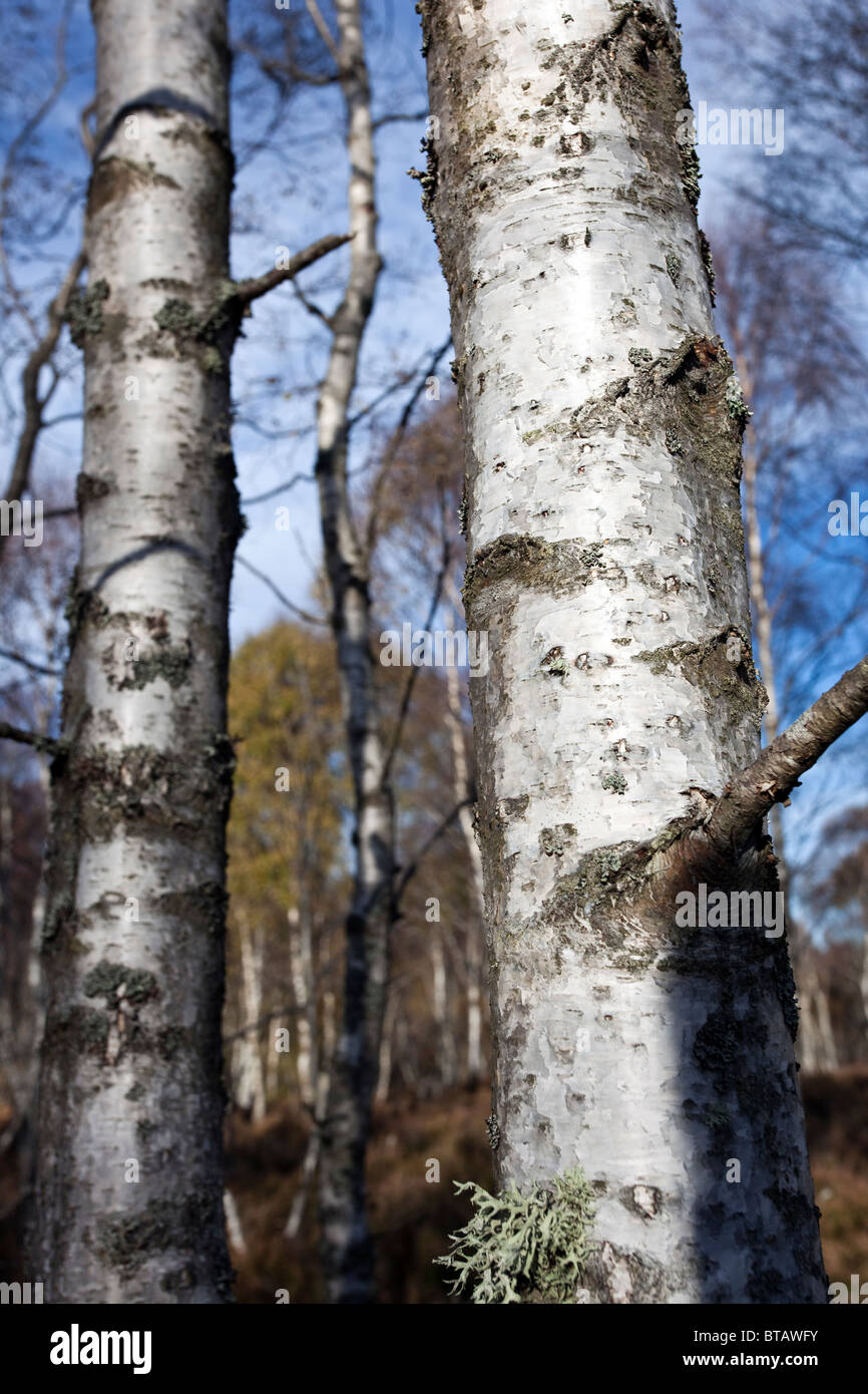 Apical dominance hi-res stock photography and images - Alamy