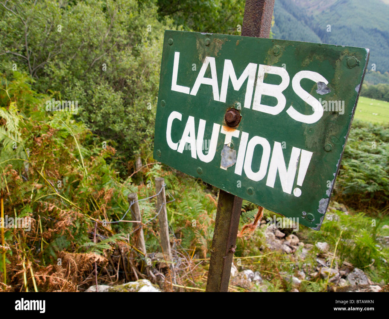 Lambs Caution sign, Scotland Stock Photo - Alamy