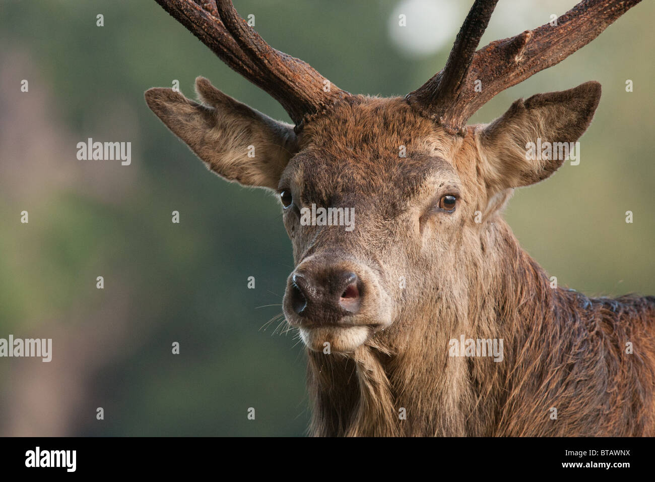 Captured deer hi-res stock photography and images - Alamy